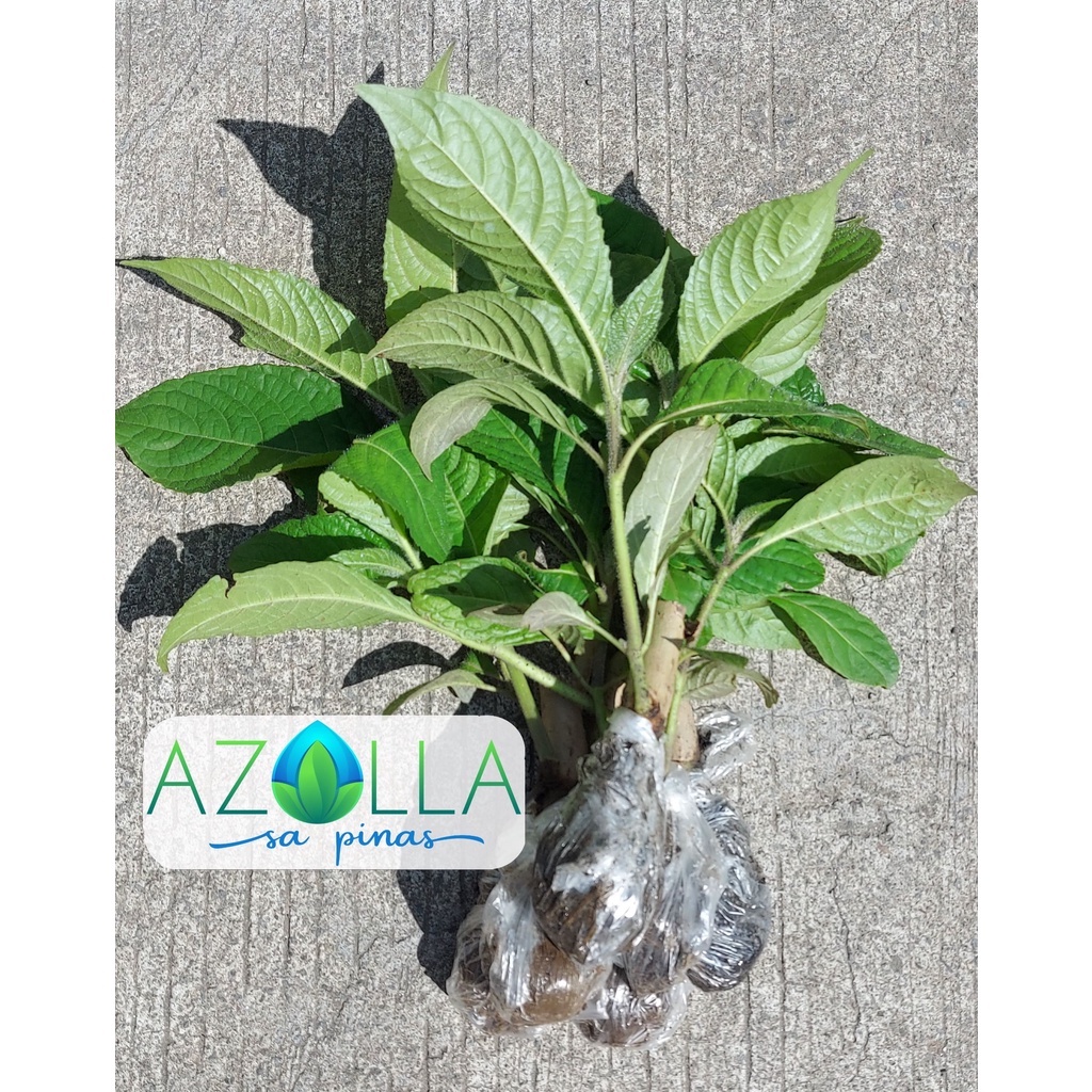 Madre de Agua Rooted (may Ugat at Dahon -Buhay na po ito) | Shopee ...