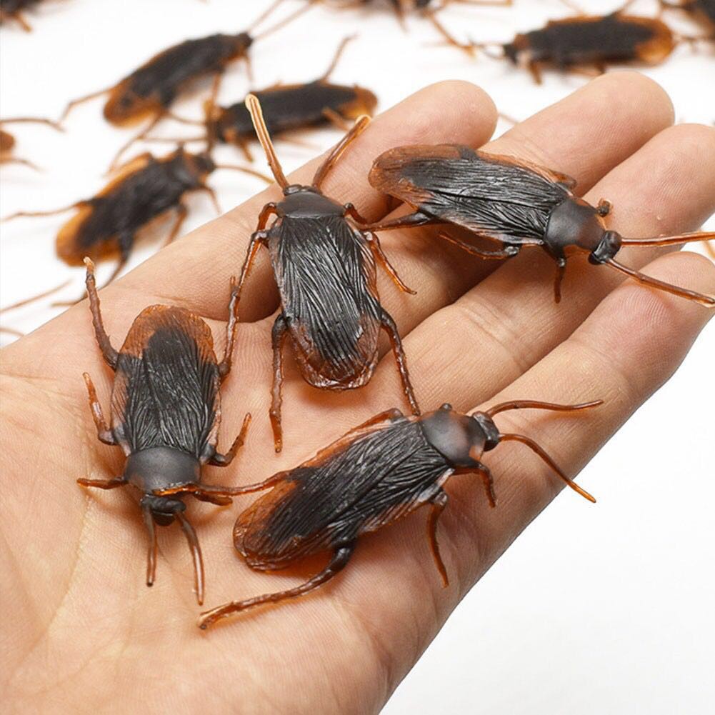 Cockroaches In The Philippines is rated the best in 12/2024 - BeeCost