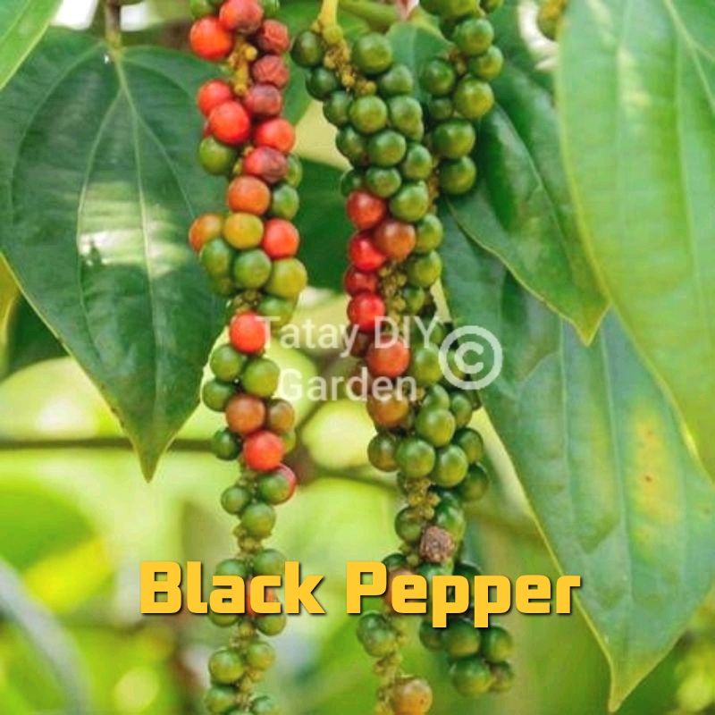 PAMINTA || NATIVE Tagalog rooted plant (Luzon areas only) | Shopee ...