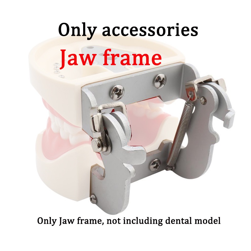 Jaw Frame Accessories For Dental Model Standard Dental Typodont Teeth ...