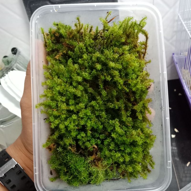 Live and Fresh CAT'S TAIL MOSS (TERRESTRIAL MOSS) | Shopee Philippines