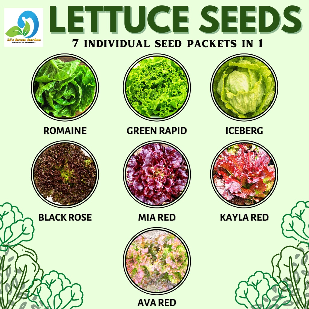 LETTUCE SEED VARIETY/GREEN RAPID/ROMAINE/ICEBERG/MIA RED/AVA RED/KAYLA ...