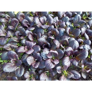 Rare Purple Pechay Pak Choi 50 Seeds per pack from KOREA / COD ...