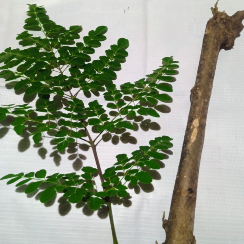 Malunggay / Moringa cut stem for planting (10 pcs) | Shopee Philippines