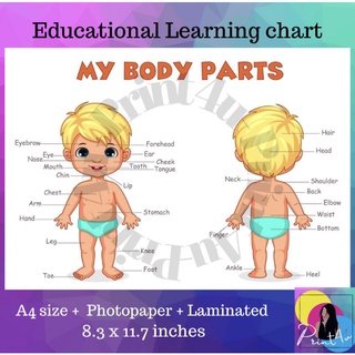 My Body Learning Chart - A4 Laminated | Shopee Philippines
