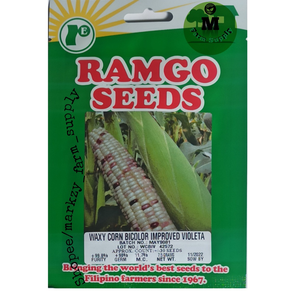 Ramgo Seeds Waxy Corn Bicolor Improved Violeta Original and High ...