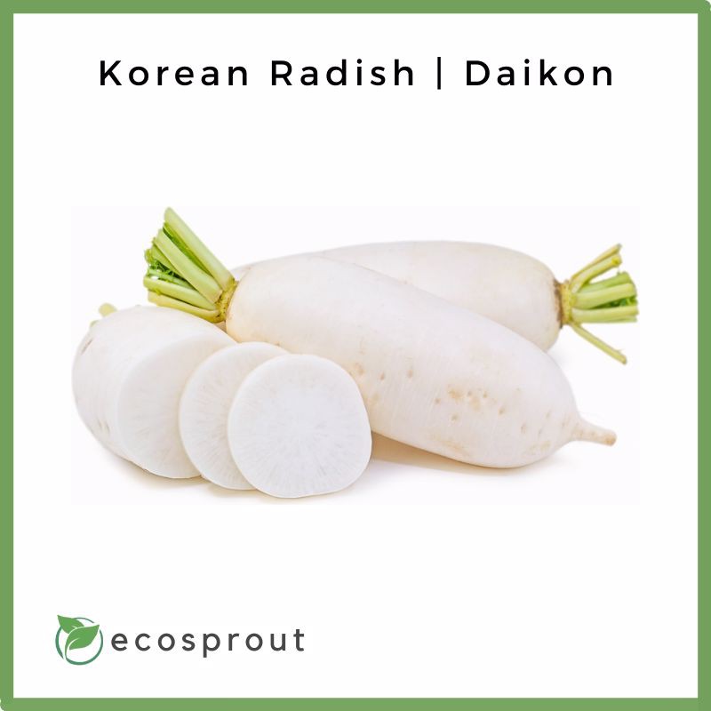 Fresh Korean Radish | Daikon | Fresh Vegetables | Fresh Fruits ...