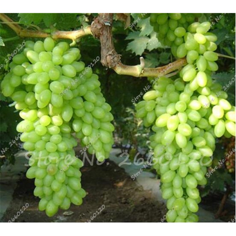 ! 10 Pcs Rare Green Finger Grape Seeds Fruit Tree Seeds Natural Growth ...