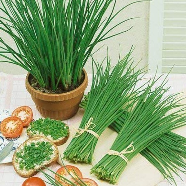 Chives Seeds / Kutsay Seeds - Perrenial Herb Seeds | Shopee Philippines
