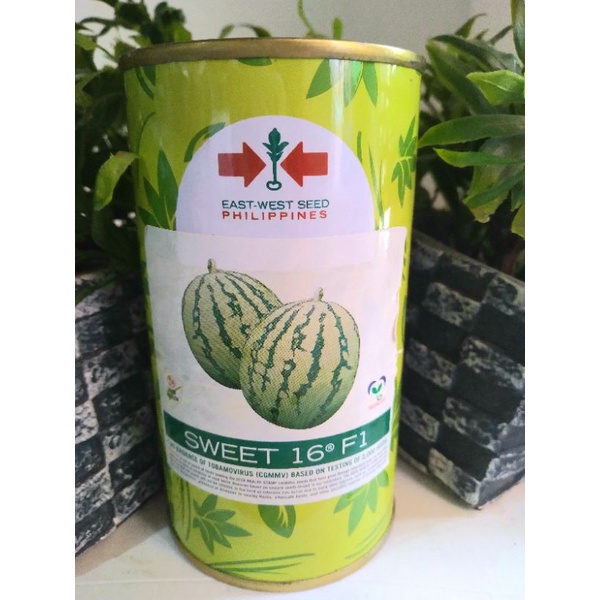 East West Seed Watermelon Sweet 16 F1 ( 100gms ) | Shopee Philippines
