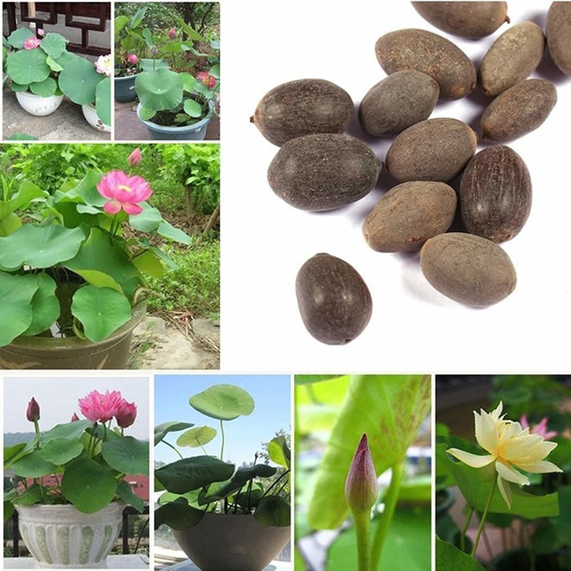 Lotus Flower Farm In The Philippines | Best Flower Site
