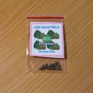 Large Leaf Korean Perilla | Perilla Korean | Large Korean perilla Seeds ...