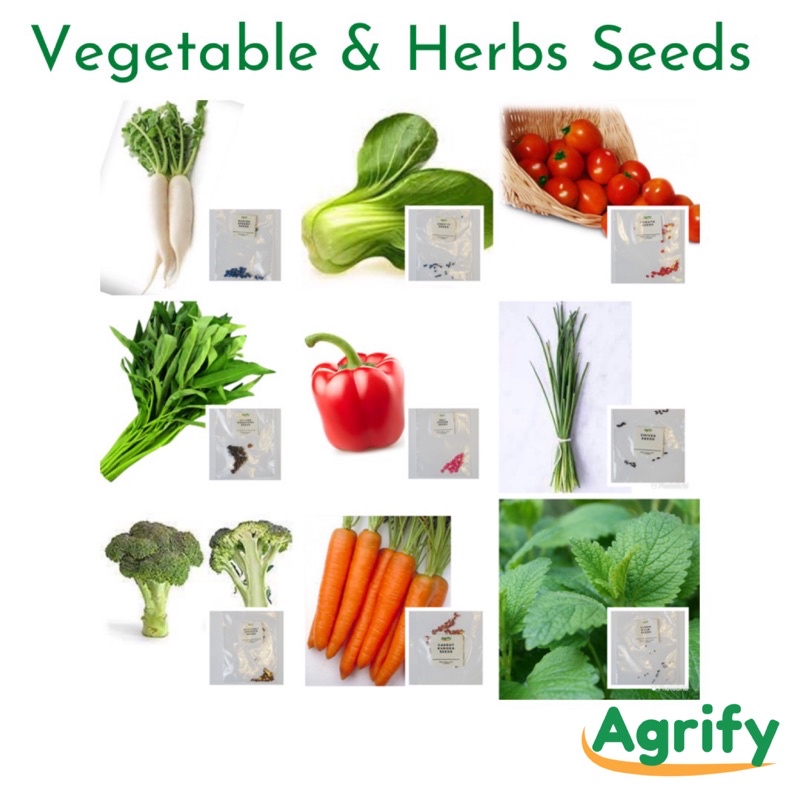 Vegetable Seeds Cucmber, Sili, Romaine Lettuce Broccoli Sitaw, Thyme ...