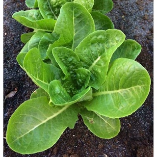 XANADU MINI ROMAINE LETTUCE SEEDS BY ENZA ZADEN | Shopee Philippines