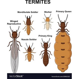 Devron 48EC 1000ml Termite Anay Control | Shopee Philippines