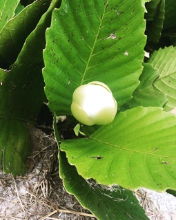 Katmon Seeds Only (5pcs) | Shopee Philippines