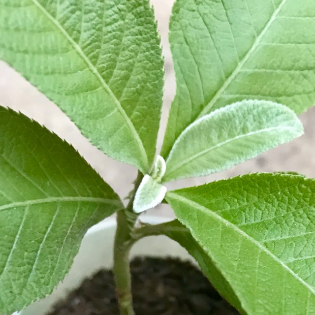 Sambong Plant