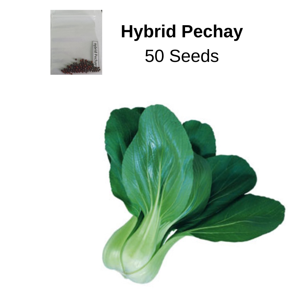 Hybrid Pechay 50+ Seeds | Shopee Philippines
