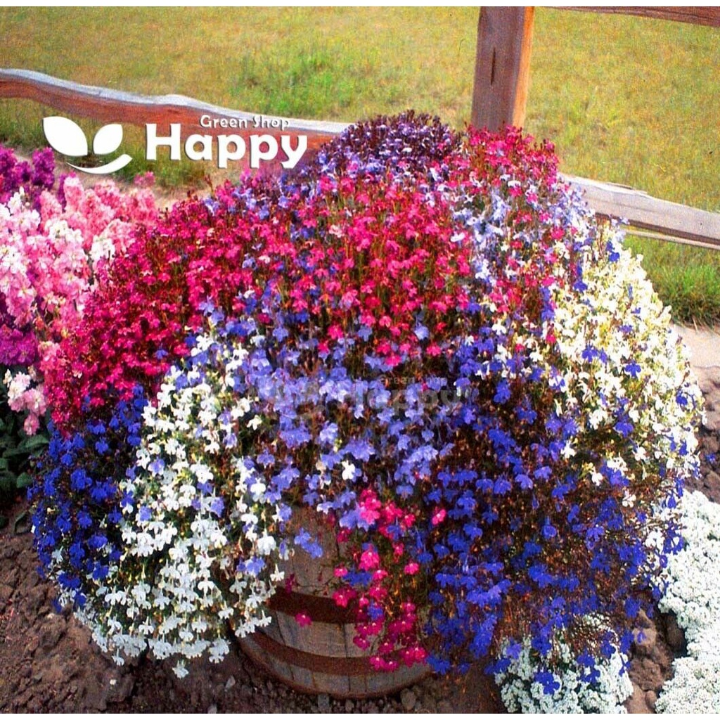 TRAILING LOBELIA CASCADE MIX - 20 seeds - Lobelia Pendula - BALCONY ...