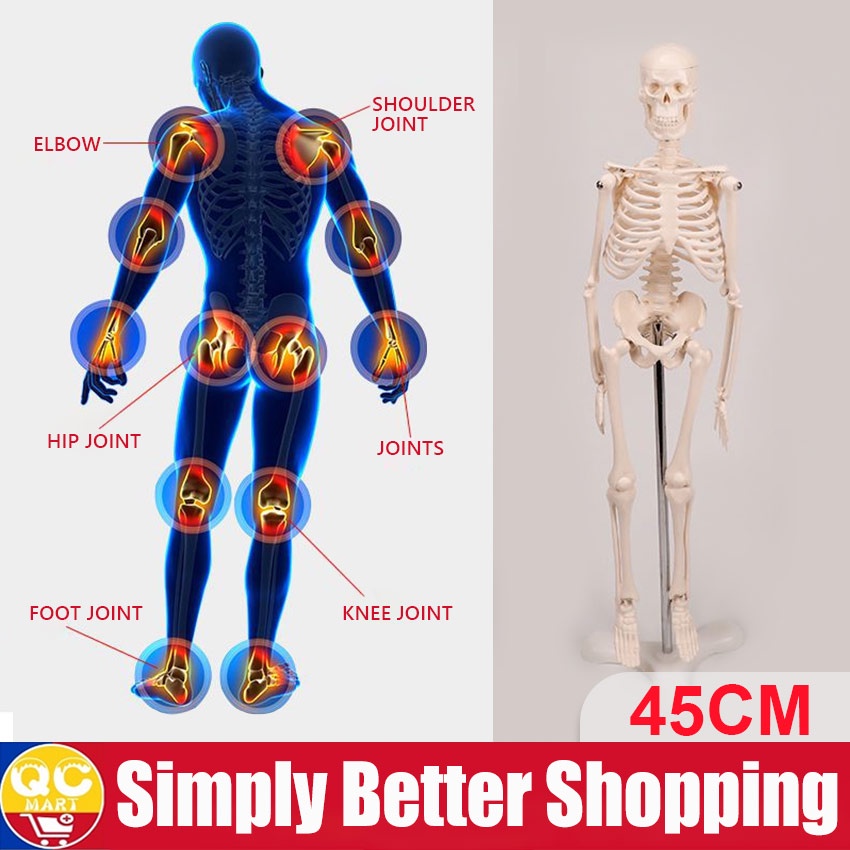 45CM PVC Skeleton Model Human Movable Skeleton Model Medical Learn Aid ...