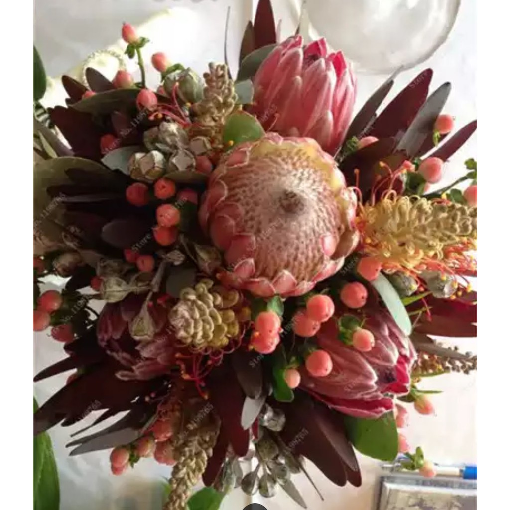 Protea Flower Seeds | Best Flower Site