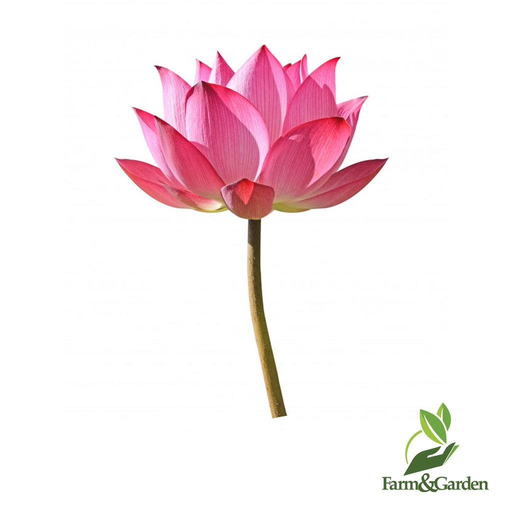 Lotus Flower Farm In The Philippines | Best Flower Site