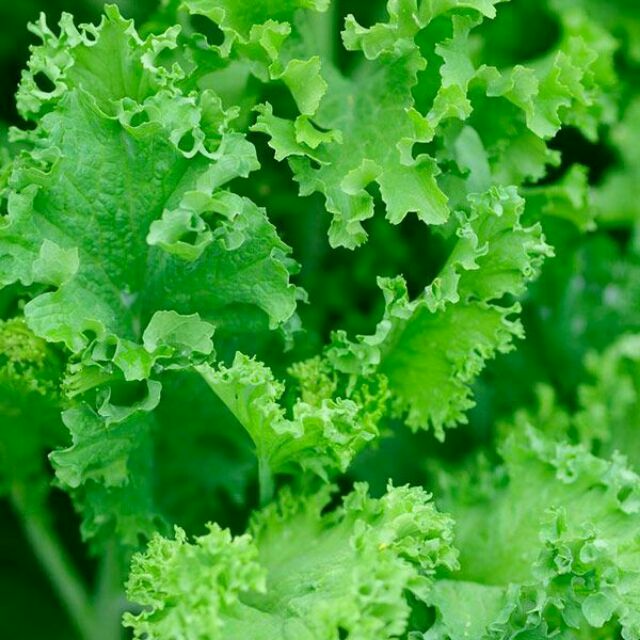 Mustard or also known as "Mustasa" 50Seeds/100Seeds | Shopee Philippines