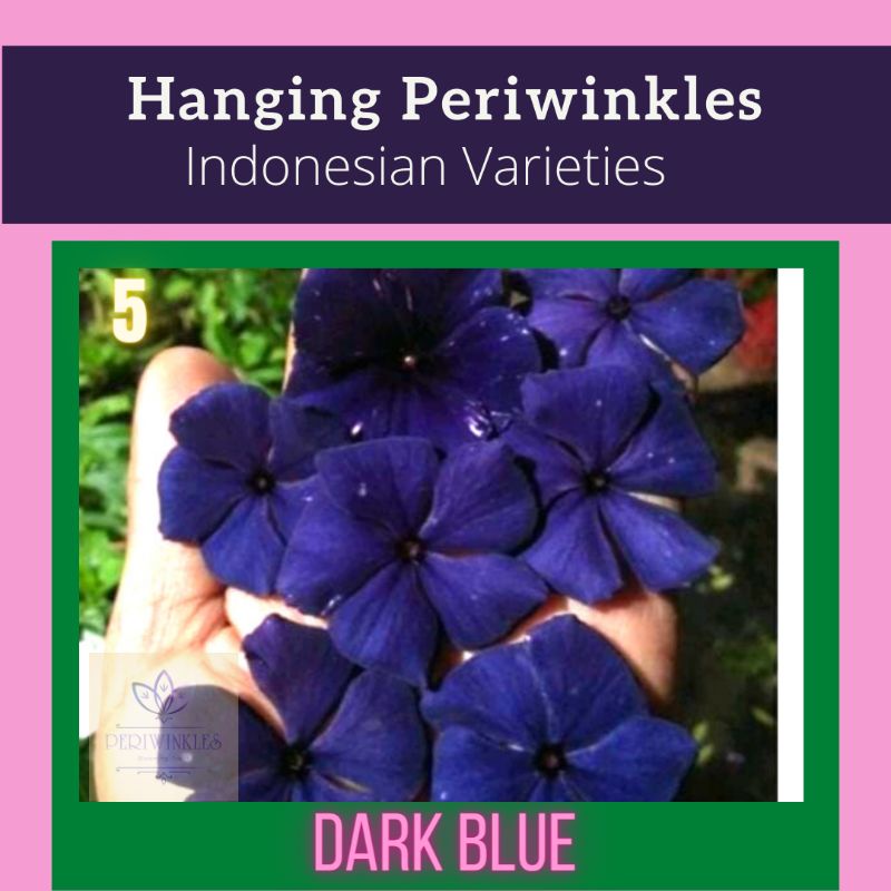 Indonesian Vinca/Periwinkle Dark Blue (10 seeds) | Shopee Philippines