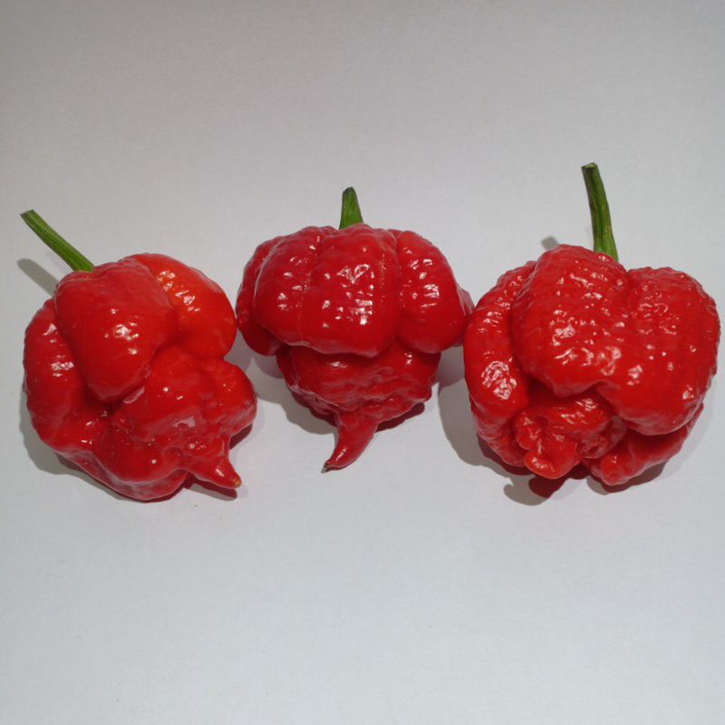 TRINIDAD MORUGA SCORPION RED | Shopee Philippines