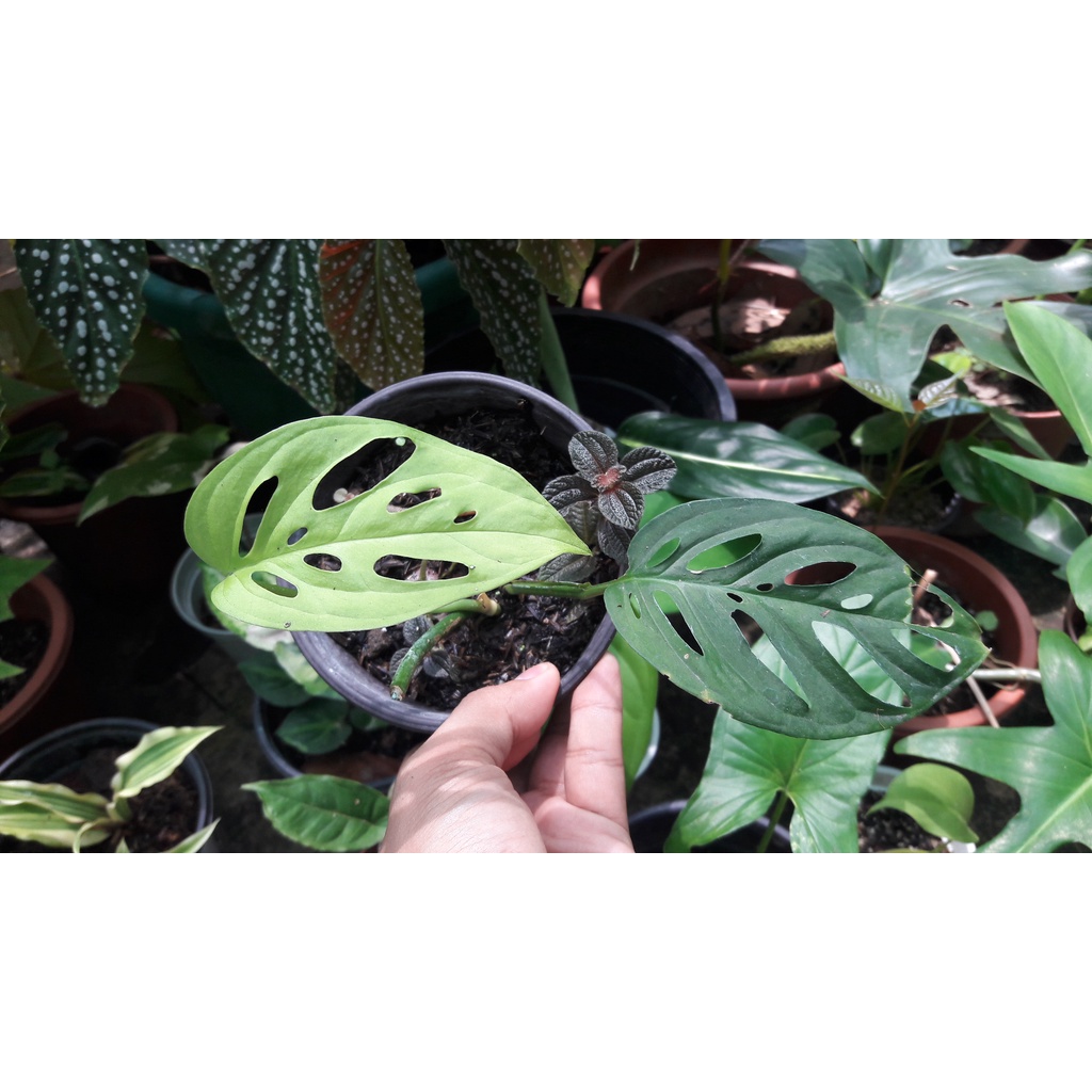 Monstera Esqueleto / Monstera epipremnoides | Shopee Philippines