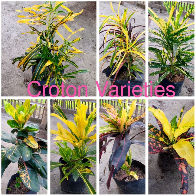 Croton Varieties ( small size) | Shopee Philippines