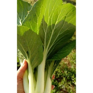 Pechay Pavito Seeds - 1000pcs Seeds ( 1pack ) | Shopee Philippines