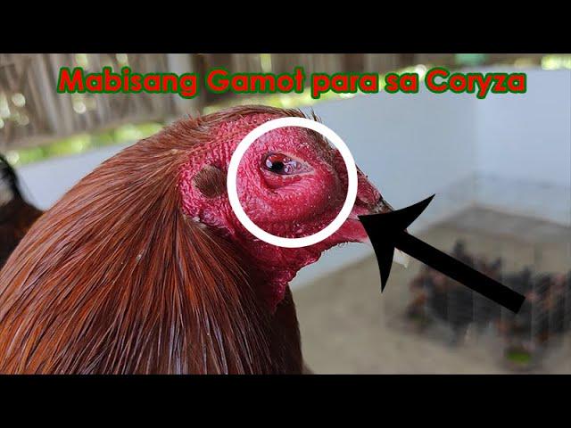 MICOSIN SUPPLY, Online Shop | Shopee Philippines