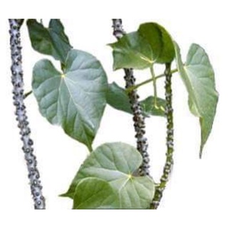 Makabuhay vien ( Panyawan) | Shopee Philippines