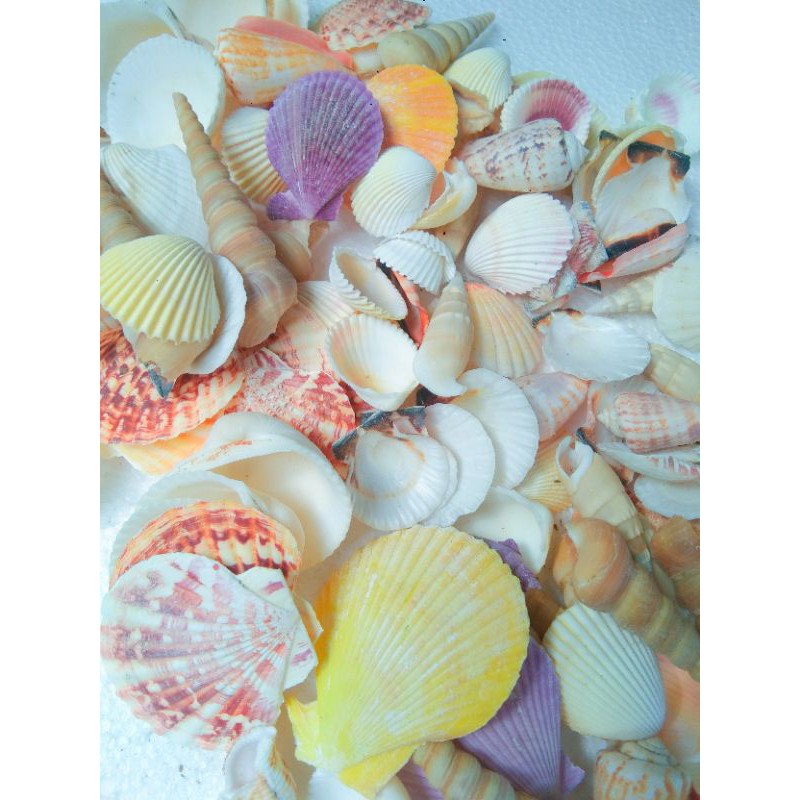 Sea Shell.ph, Online Shop | Shopee Philippines