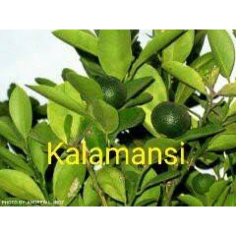 Kalamansi leaves/Dahon ng Kalamansi(80pieces) | Shopee Philippines