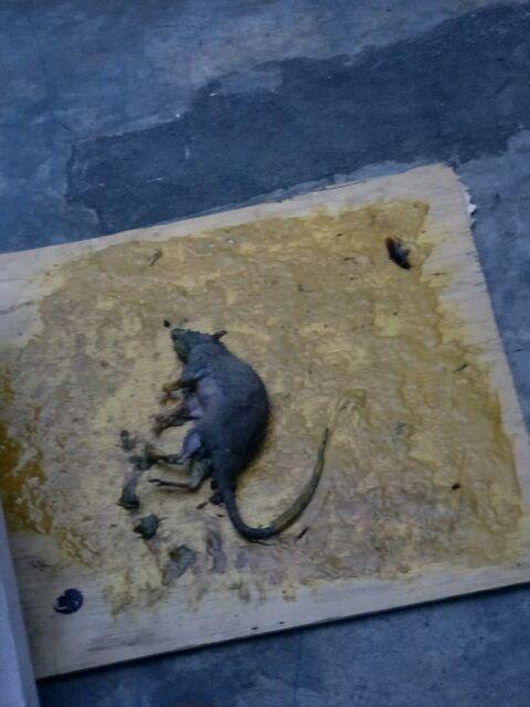 Bosny Rat Glue (400 grams or 1 Liter) | Shopee Philippines