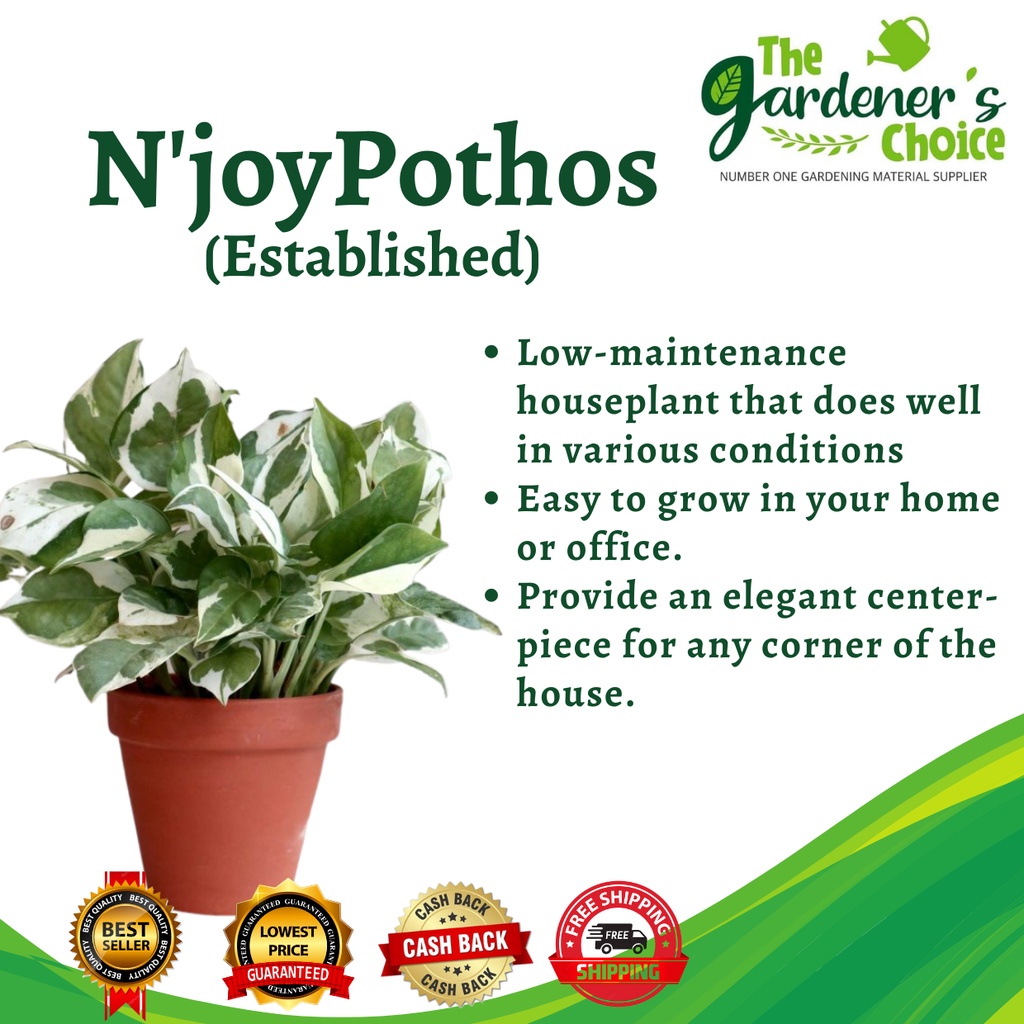 badjang plant violet - Best Prices and Online Promos - Mar 2023 ...