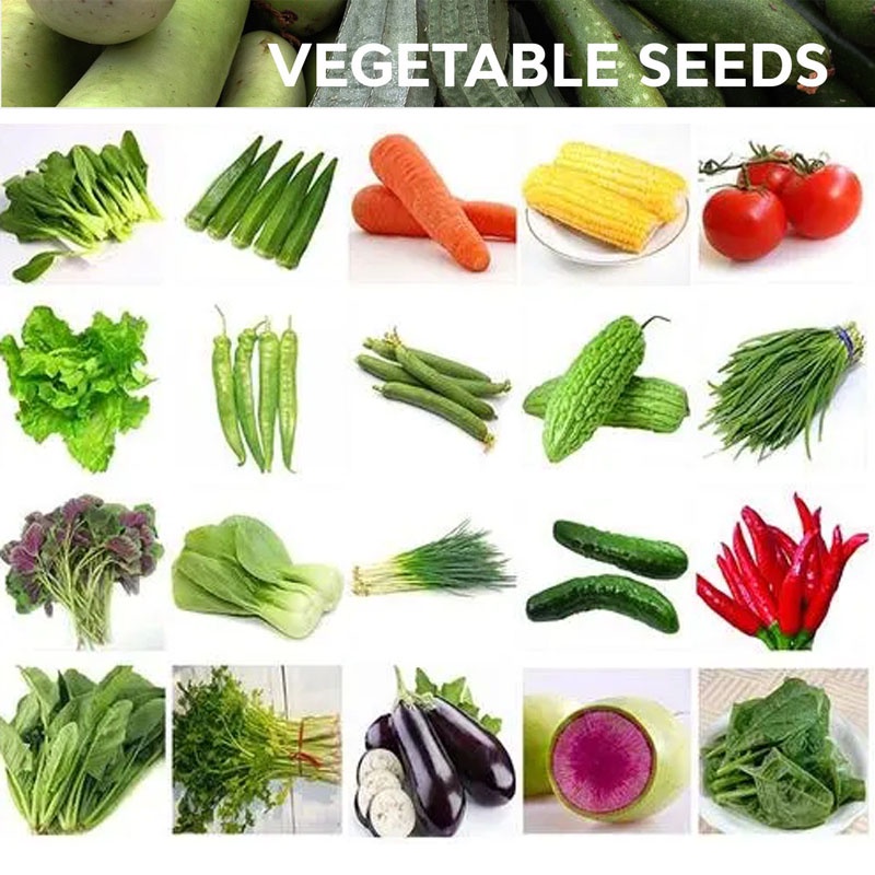 Vegetable Seeds - Ampalaya Upo Okra Sitao Bataw Patani Kalabasa Radish ...