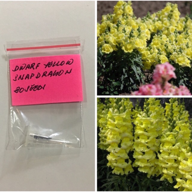 Dwarf Yellow Snapdragon Flower Seeds | Shopee Philippines
