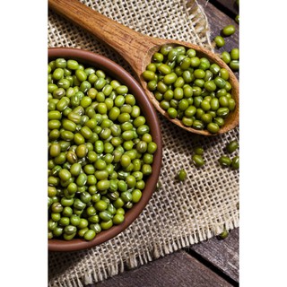 High Yielding MONGGO SEEDS / MUNGBEAN - (135 seeds) FOR PLANTING ONLY ...