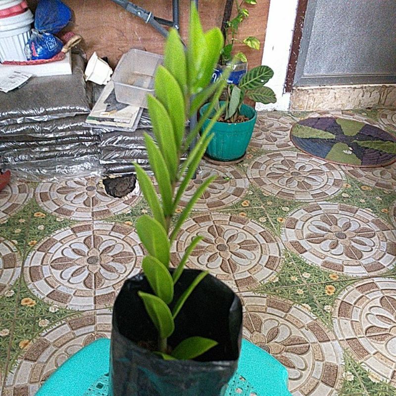 Welcome Plant, Zamio, ZZ Plant (in polybag) | Shopee Philippines