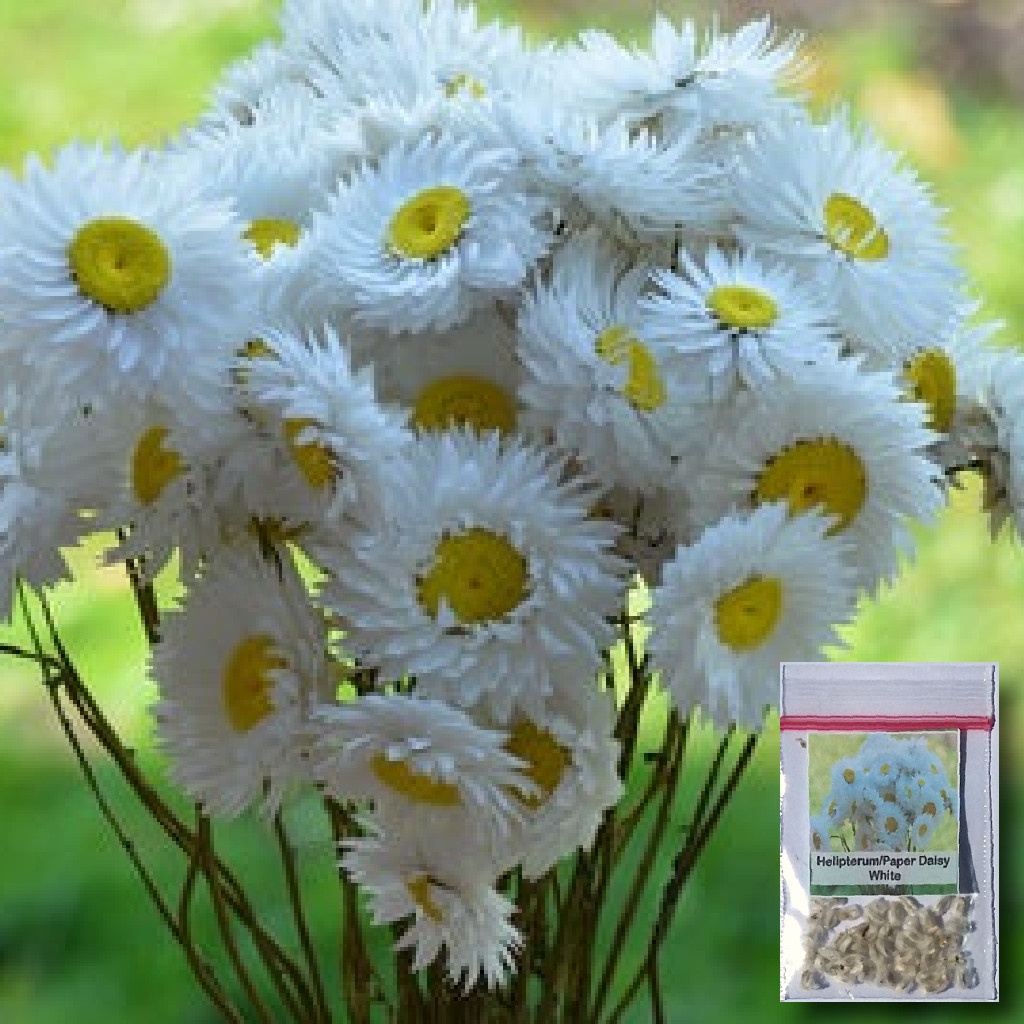 30 Seeds Helipterum/Paper Daisy Flower Seeds (White) | Shopee Philippines