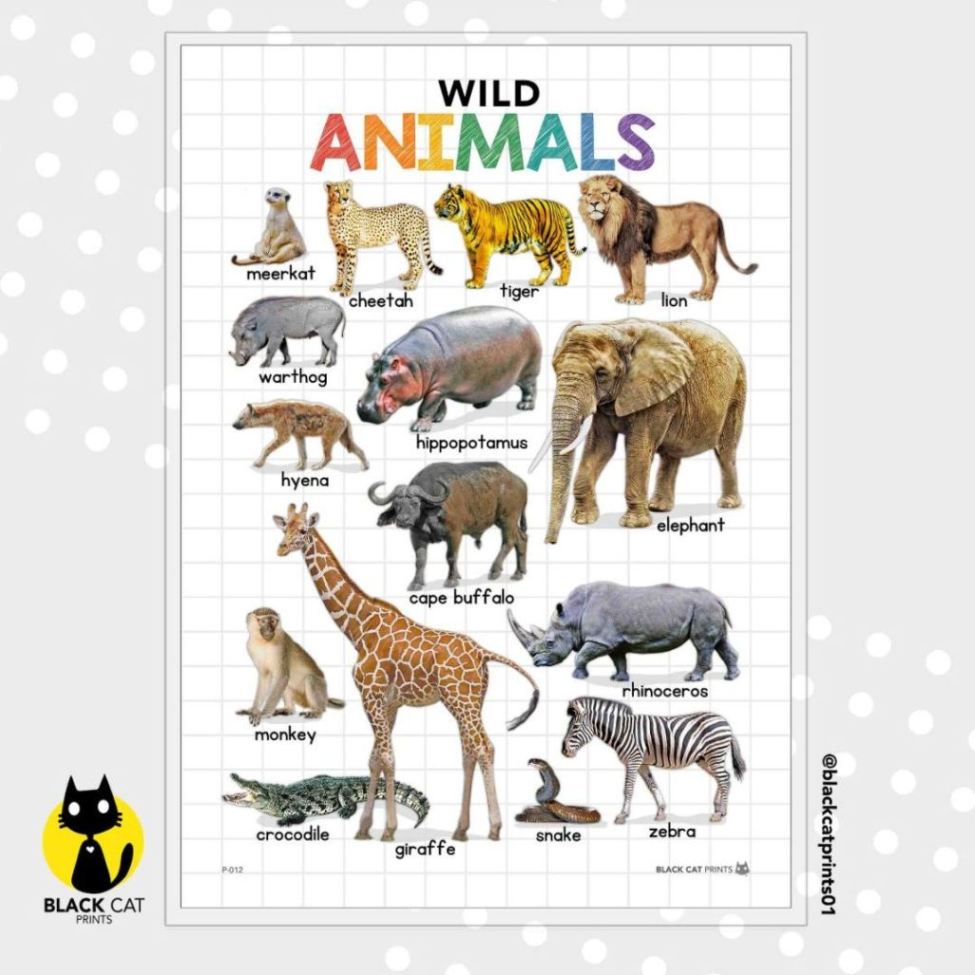 Wild Animals Educational Chart Poster (High Quality Print / A4 Size ...