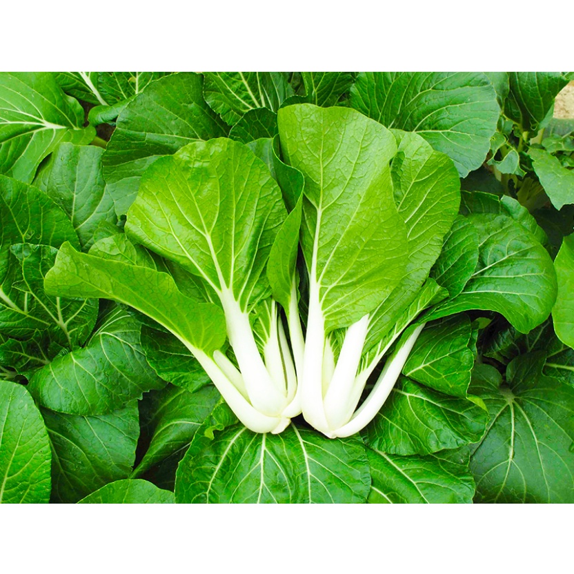 pechay / cabbage seeds - 20pesos per pack - condor seeds - plant ...