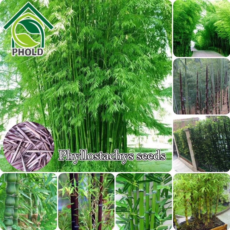 10seeds Giant Moso-Bamboo Seeds Phyllostachys Seeds for Planting ...