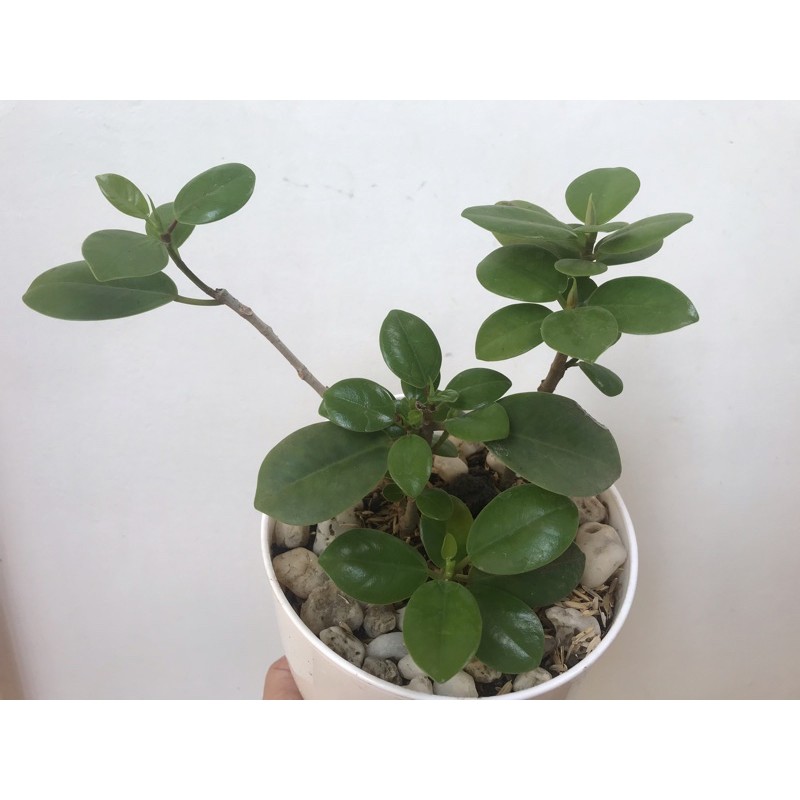 Ficus Nana / microcarpa | Shopee Philippines