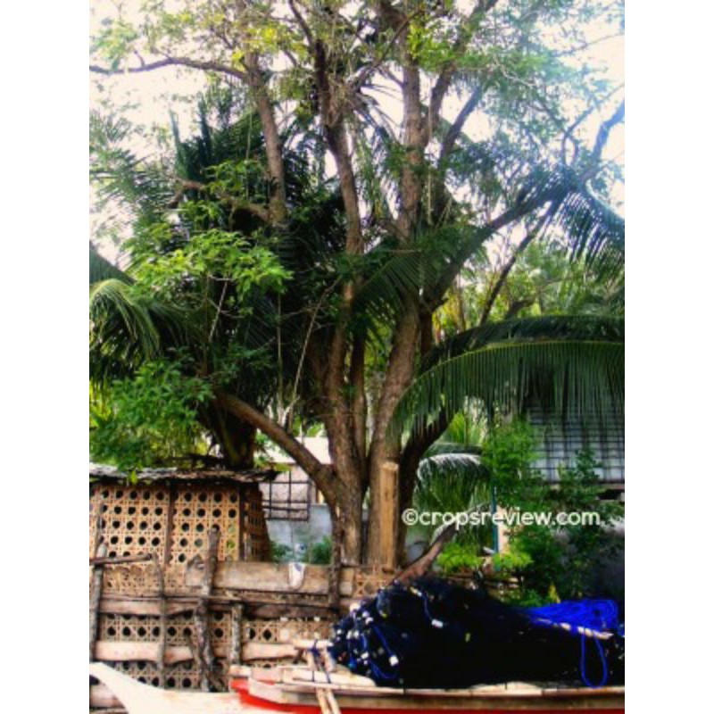 Tugas Tree Hog Plum Penang Tropical Fruit Farm