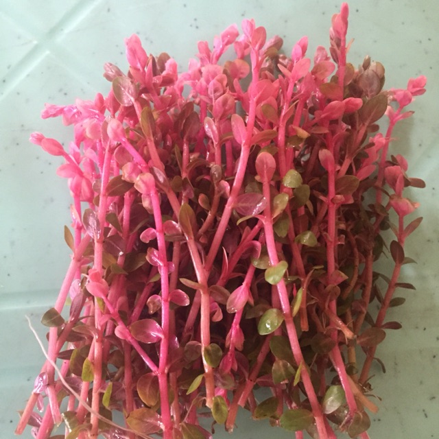 Rotala Colorata