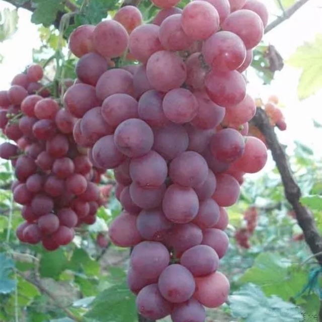 Hybrid red grapes seeds | Shopee Philippines